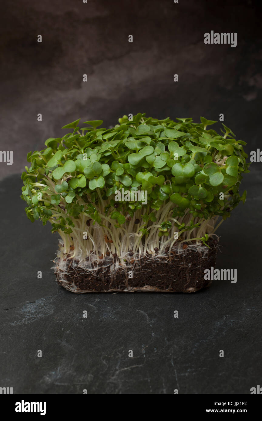 Mustard Cress on a slate worktop Stock Photo - Alamy