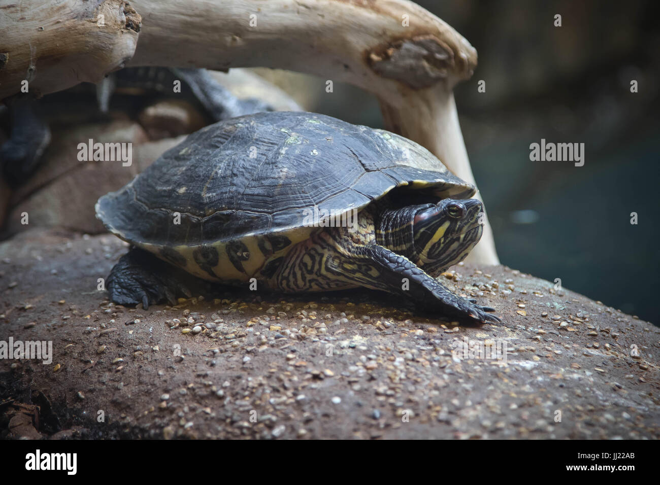 Baby turtle. little turtle Tortoise. turtle isolated on white ...