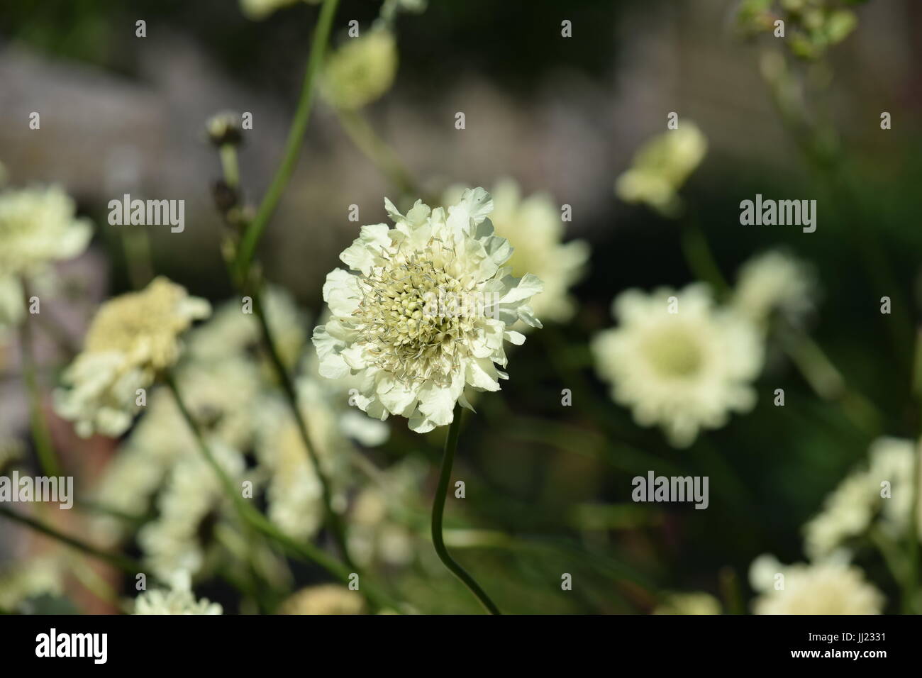 White scabious or scabiosa flower Stock Photo - Alamy