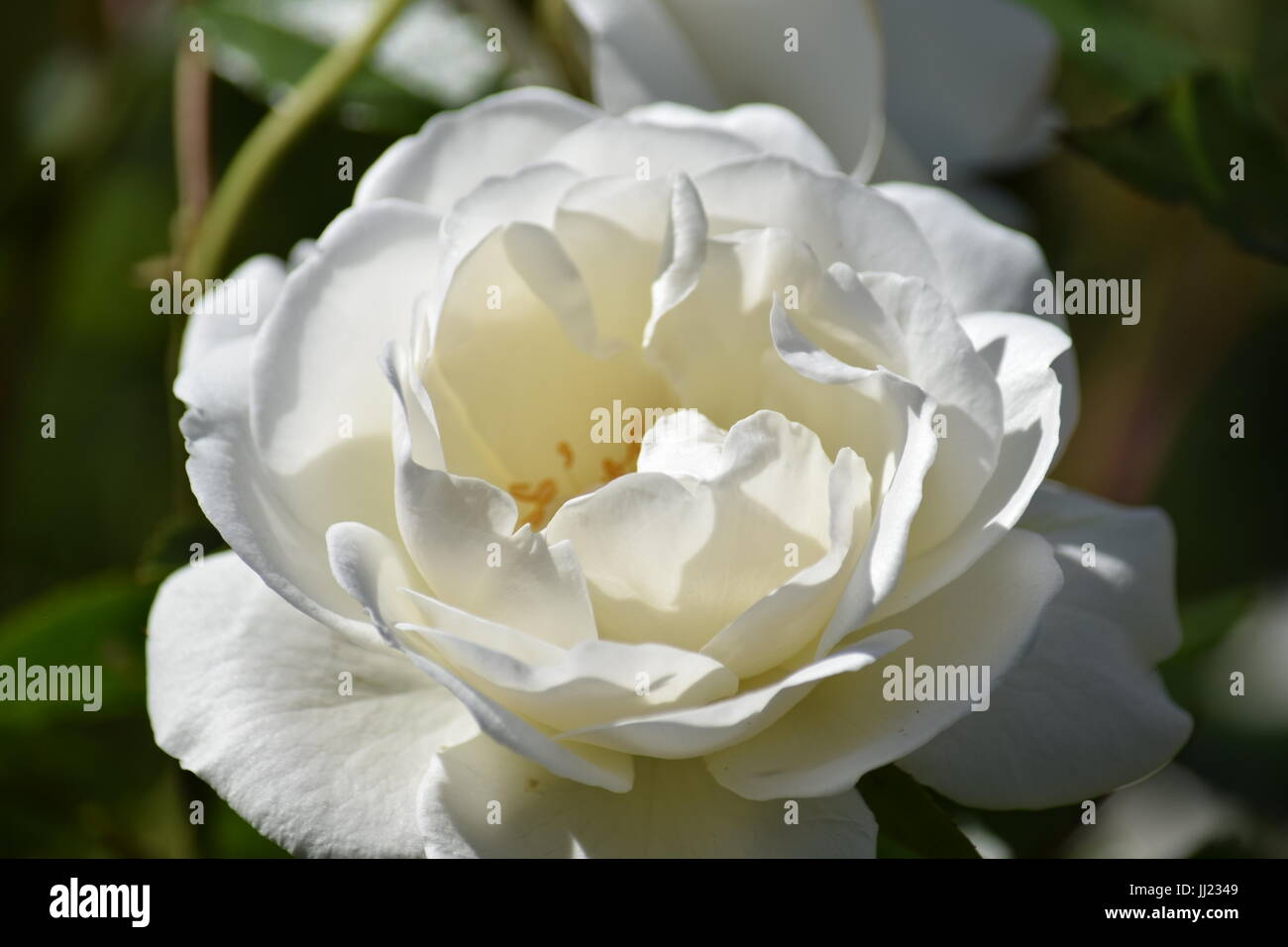 White tea rose Stock Photo - Alamy