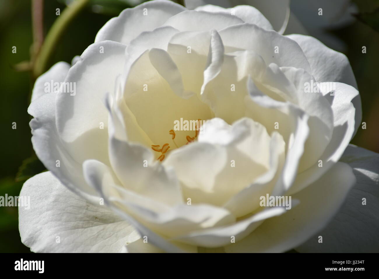 White tea rose Stock Photo - Alamy