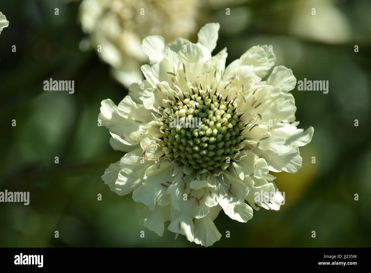 White scabious hi-res stock photography and images - Alamy
