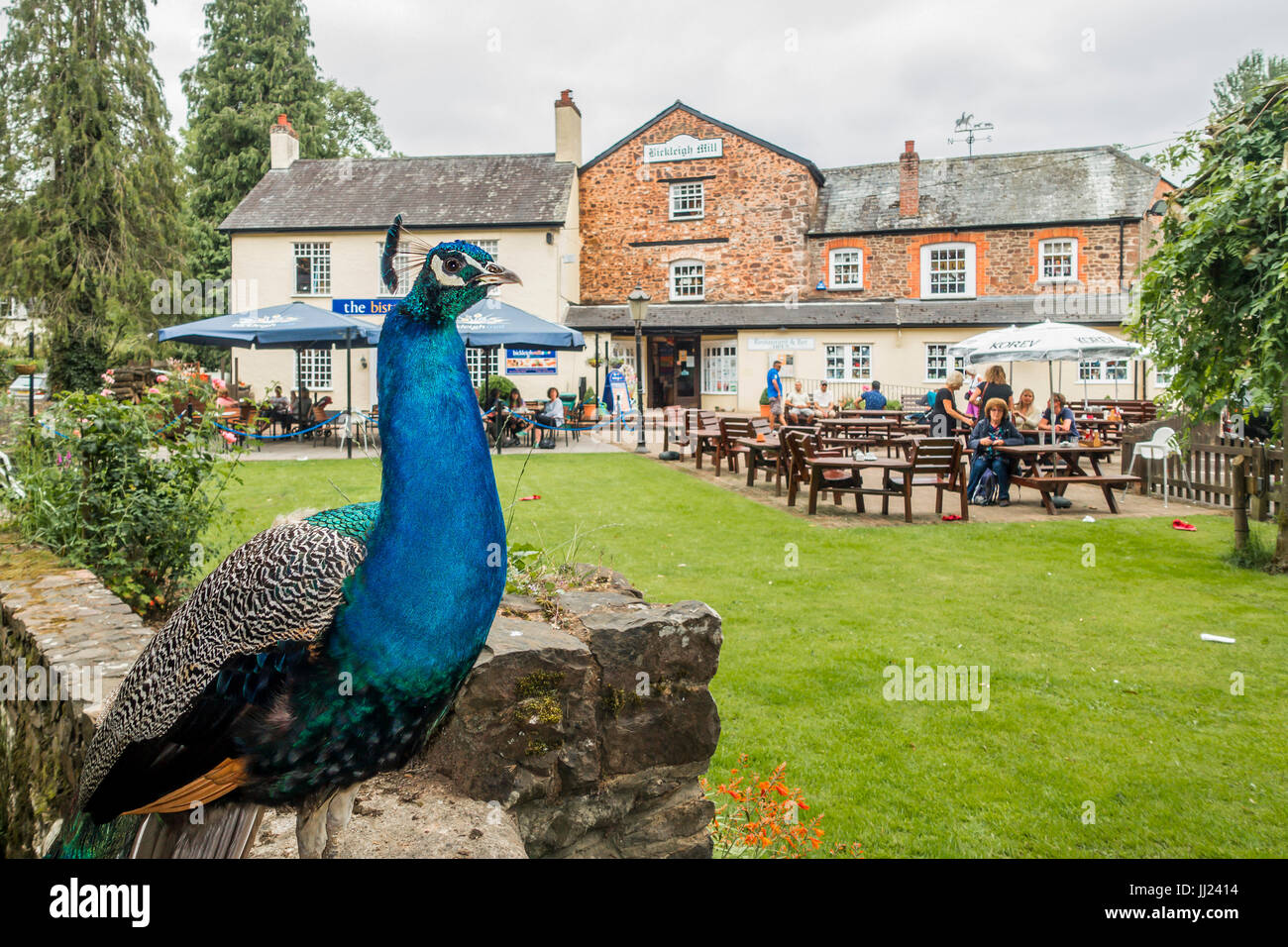 Peacock Guarding Bickleigh Mill, Restaurant,Visitor Centre, Bickley ...