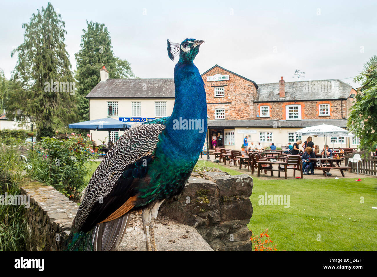 Peacock Guarding Bickleigh Mill, Restaurant,Visitor Centre, Bickley ...