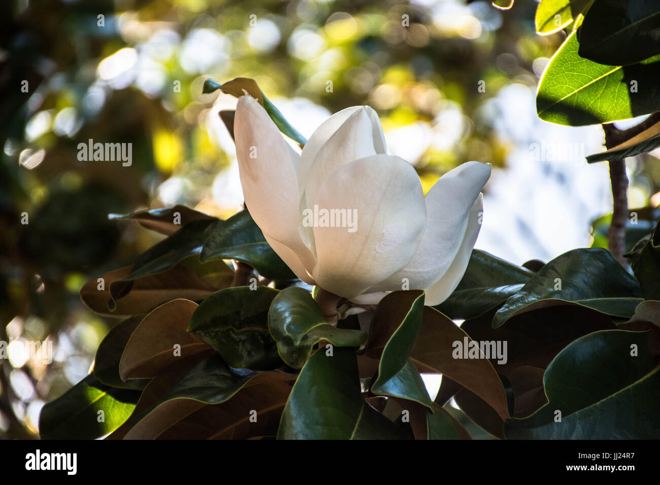 Magnolia grandiflora magnolias hi-res stock photography and images - Alamy
