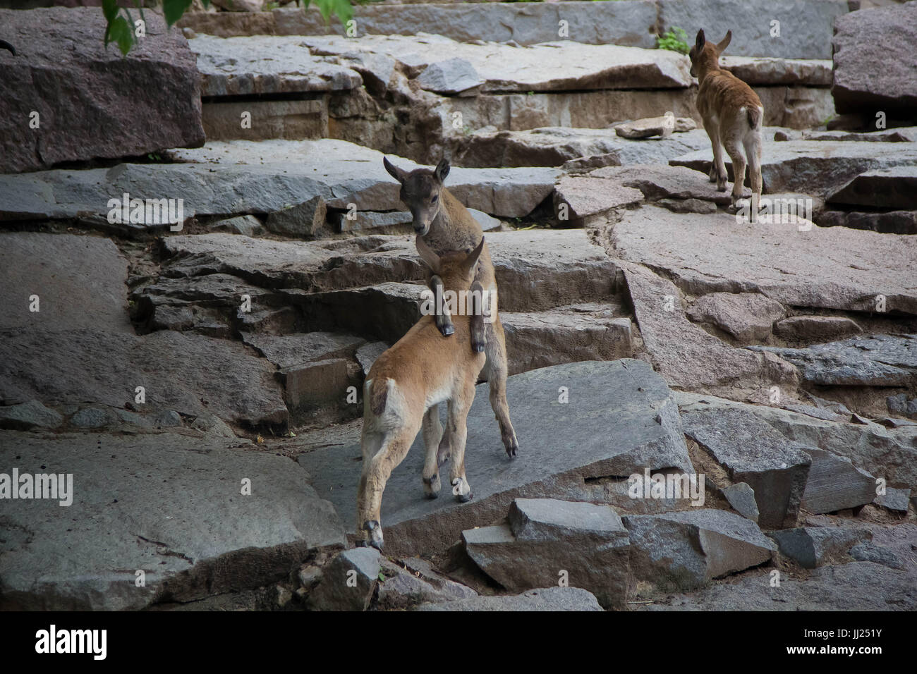 Alpine Ibex on the stones in Moscow zoo Stock Photo - Alamy