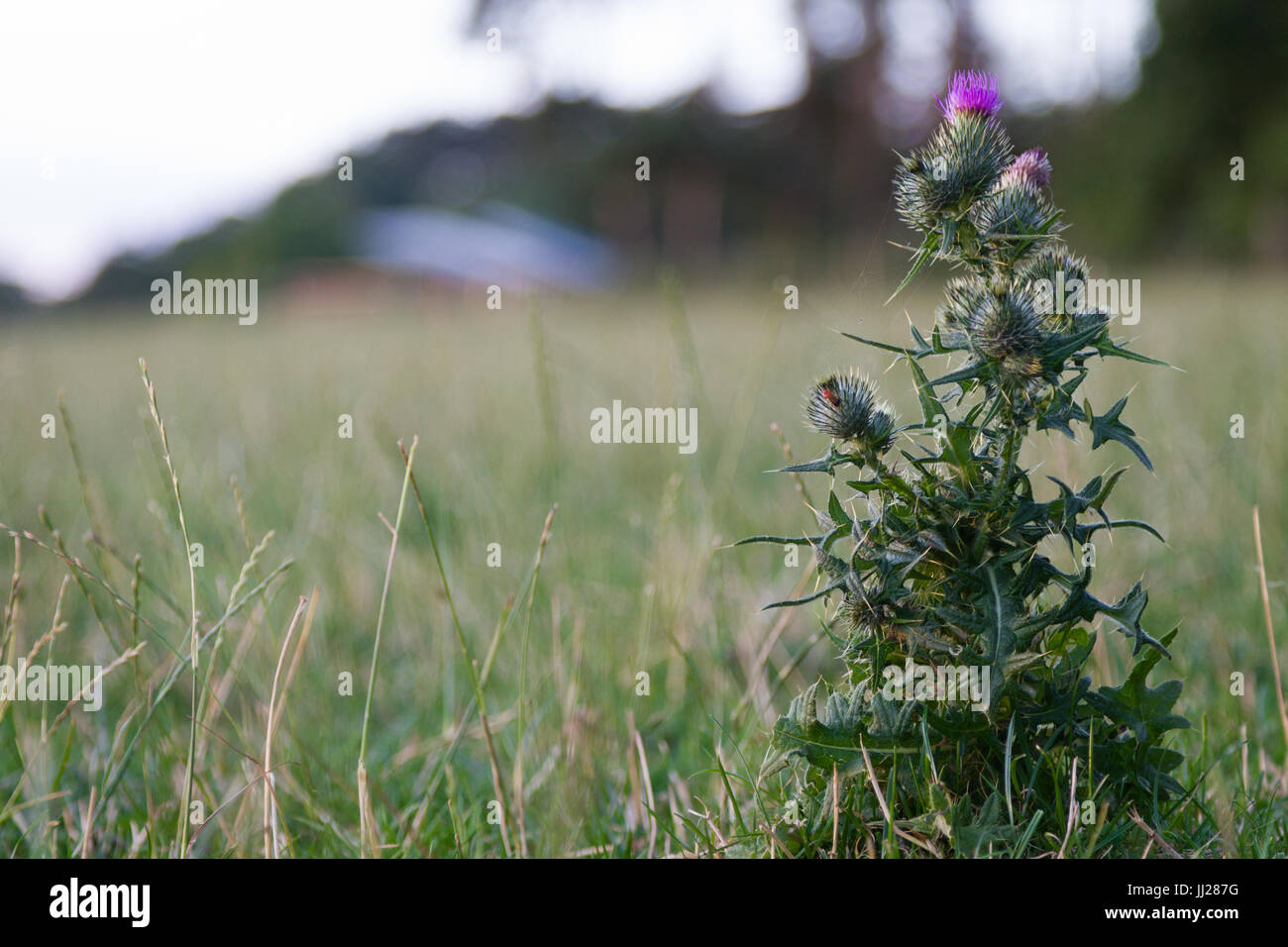 Isolated thistle hi-res stock photography and images - Alamy