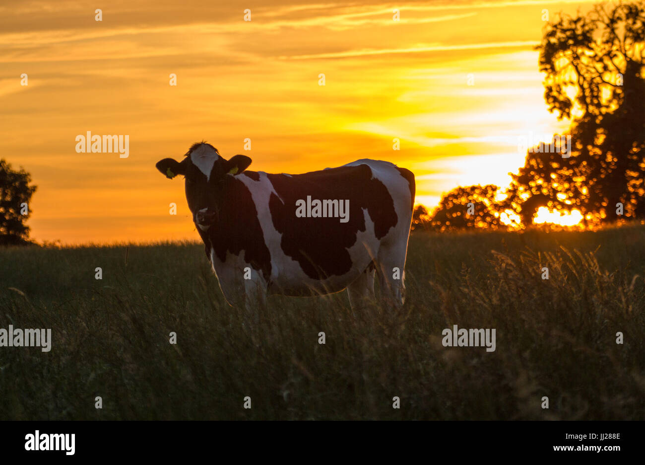 Milk the cow lite hi-res stock photography and images - Alamy