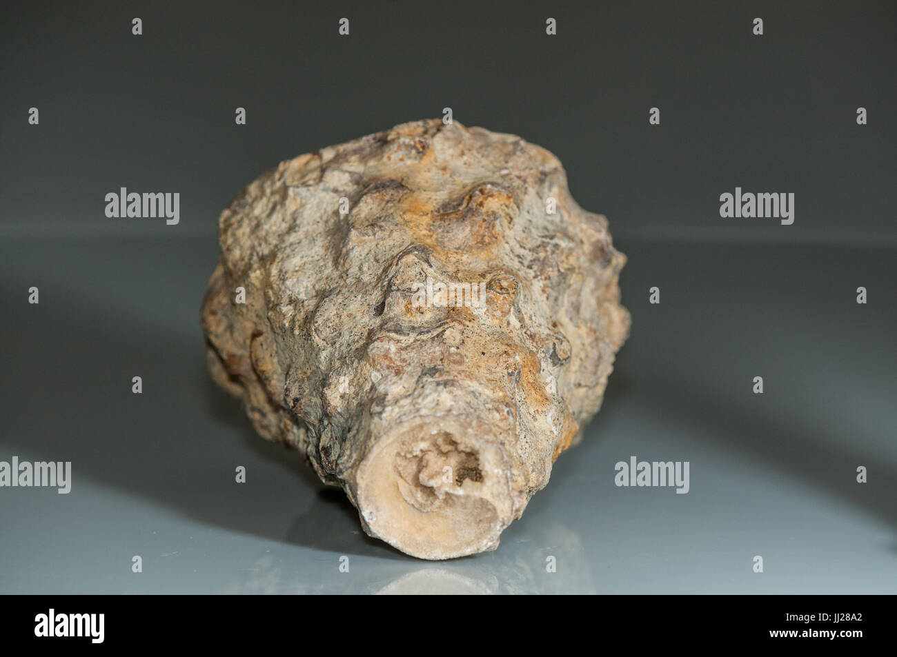 Conch fossil hi-res stock photography and images - Alamy