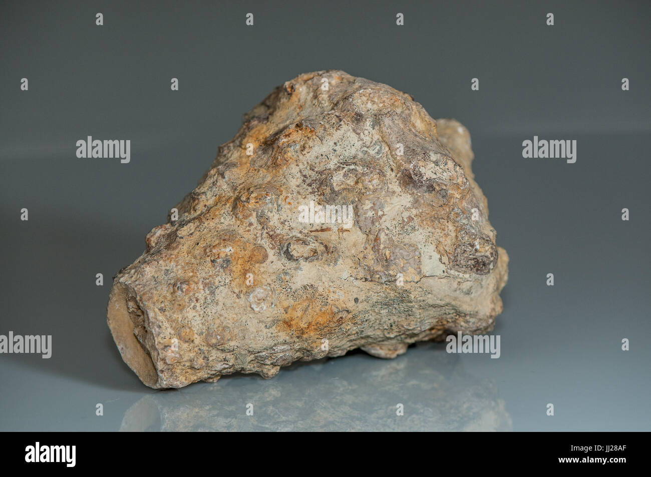 Conch fossil hi-res stock photography and images - Alamy