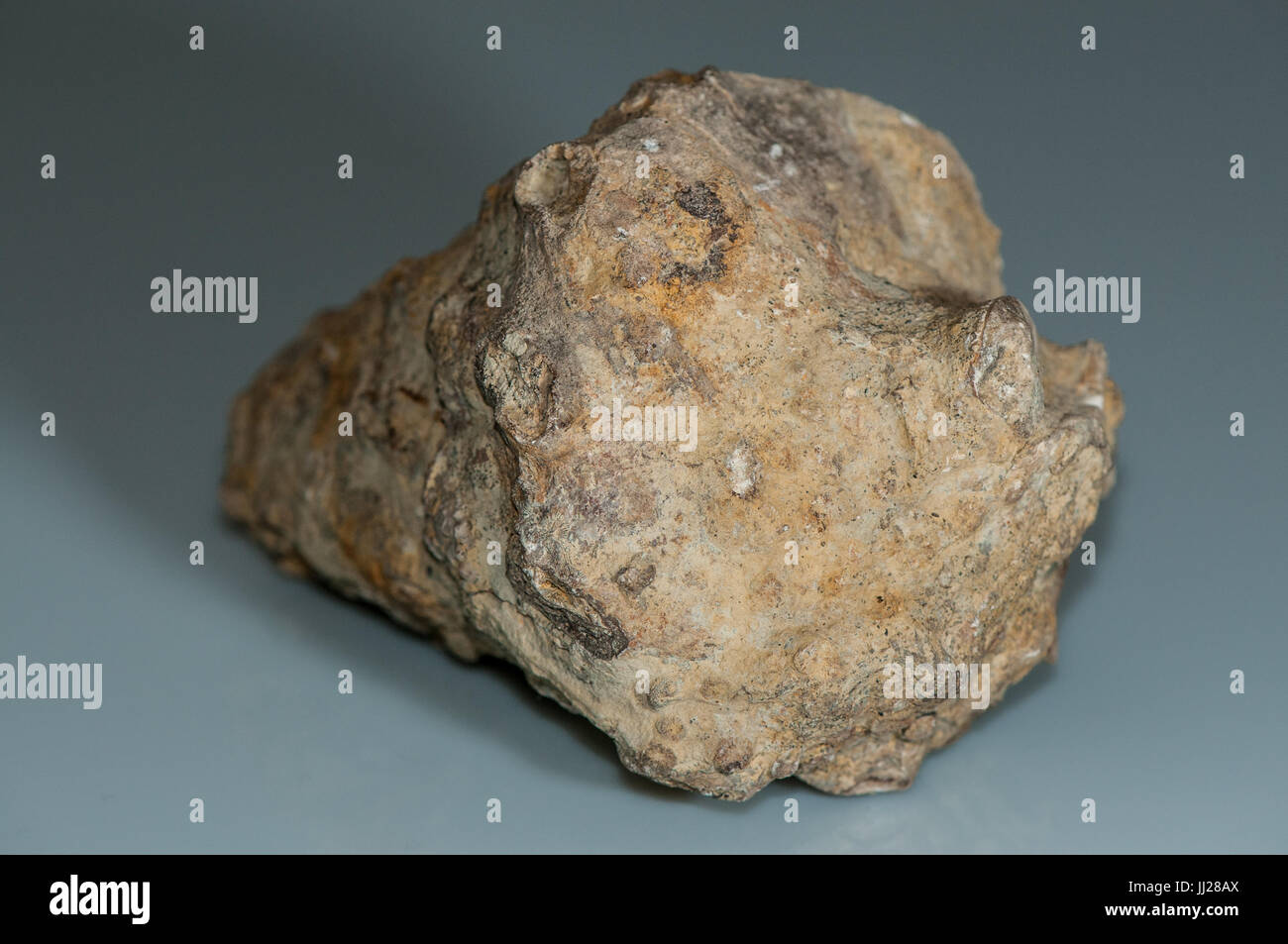 Conch fossil hi-res stock photography and images - Alamy