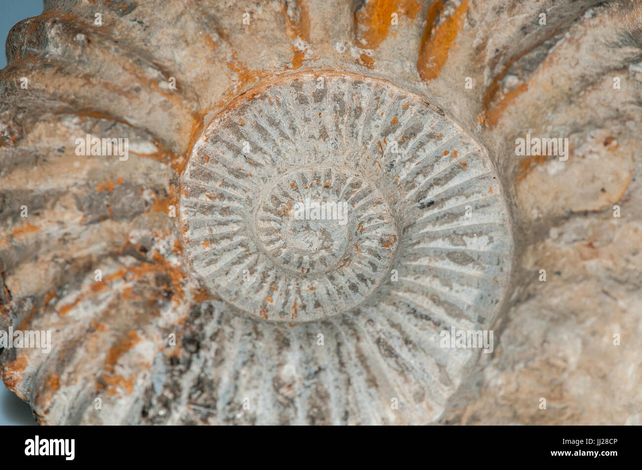 close-up view of marine fossil, ammonite Stock Photo - Alamy