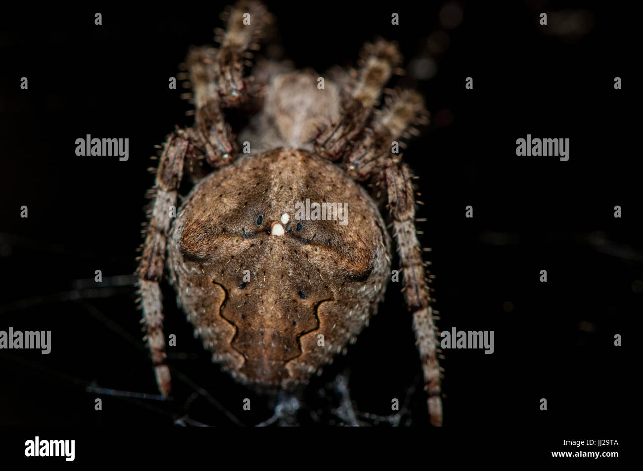 A spider (Araneus angulatus) on a spider web at night Stock Photo - Alamy