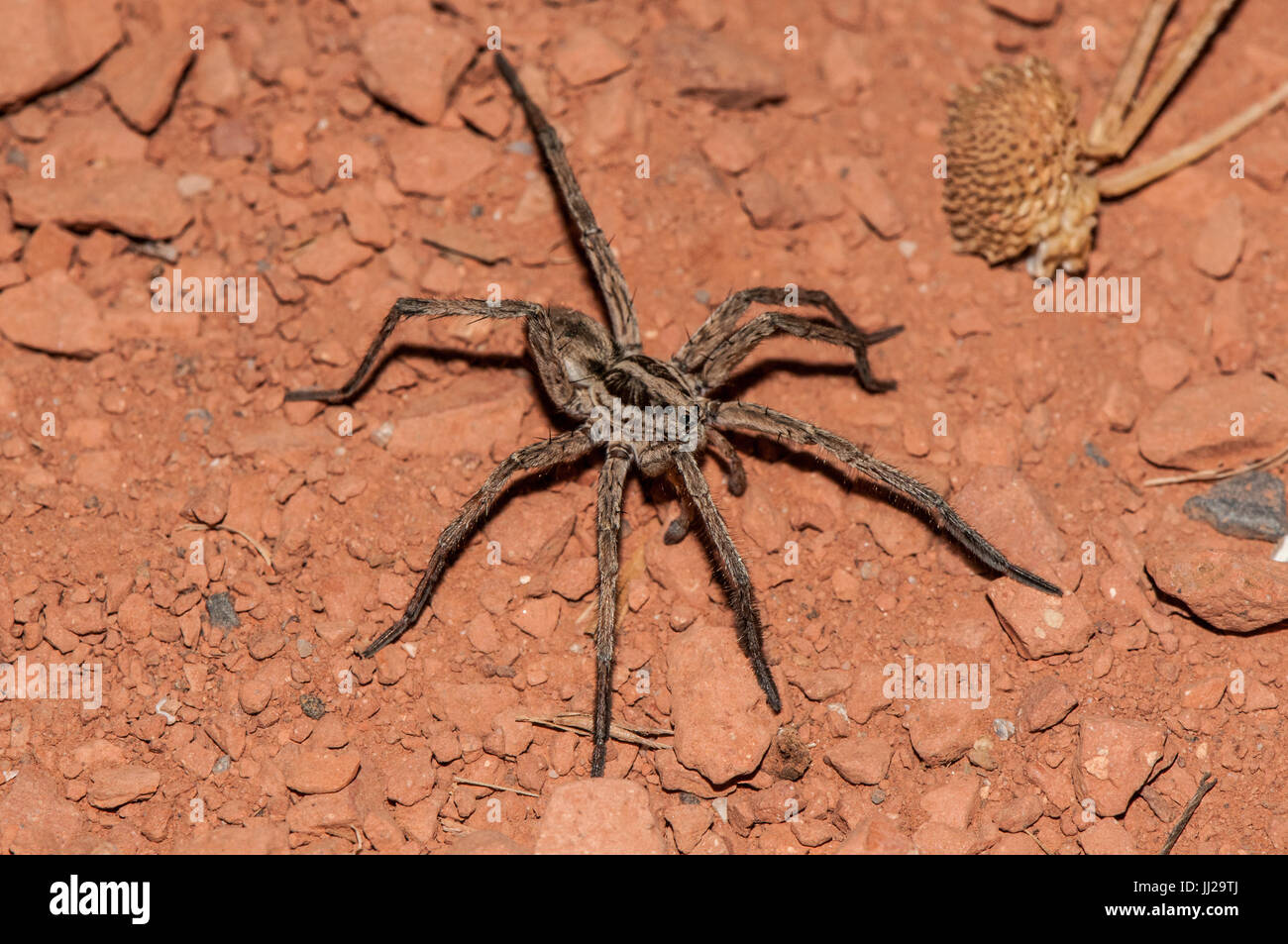 Spider (Hogna radiata )on the field Stock Photo - Alamy