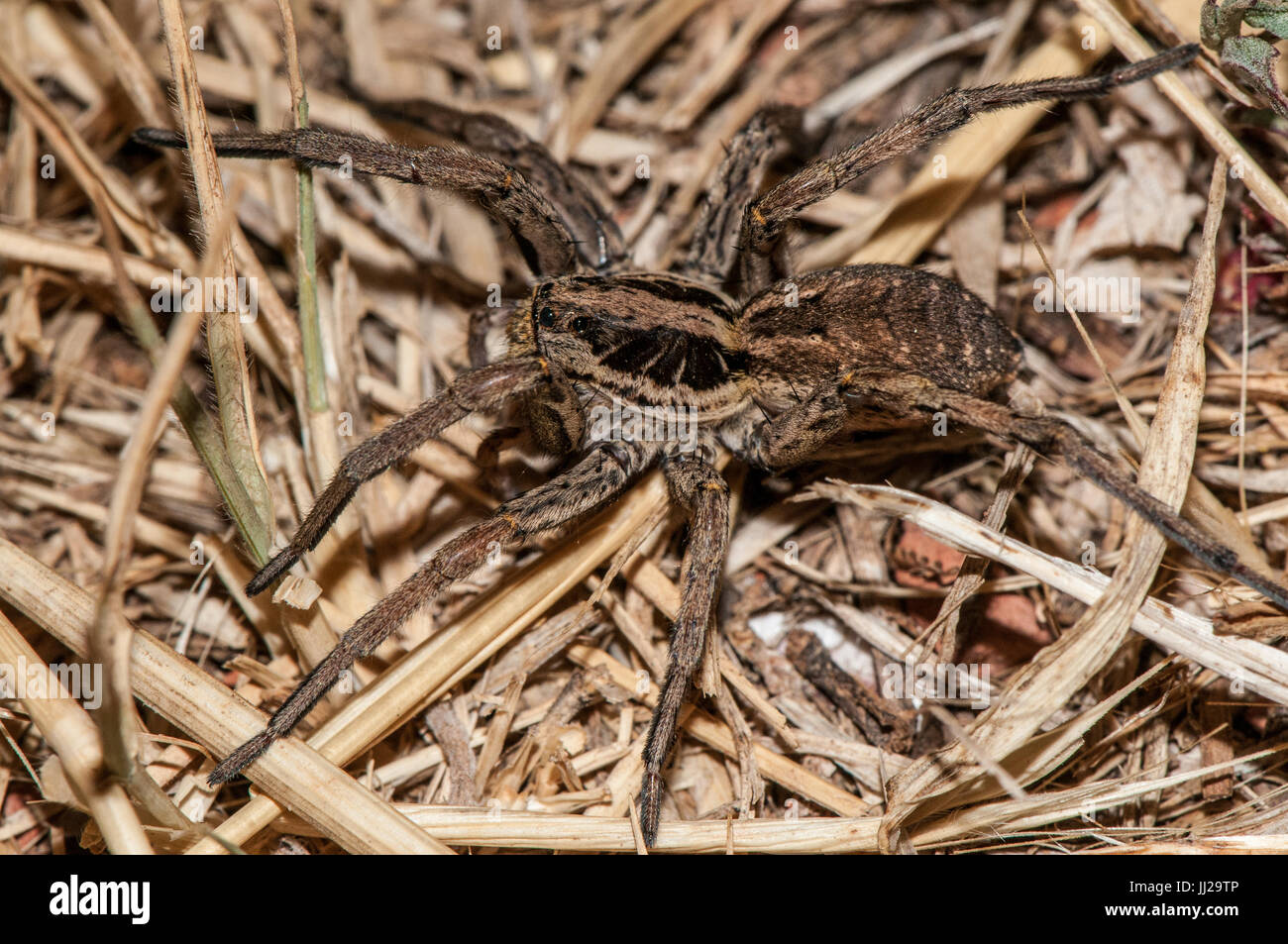 Spider (Hogna radiata )on the field Stock Photo - Alamy