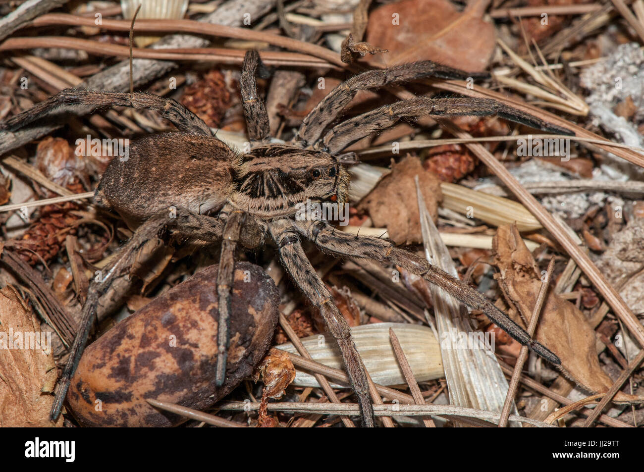 Hogna radiata hi-res stock photography and images - Alamy