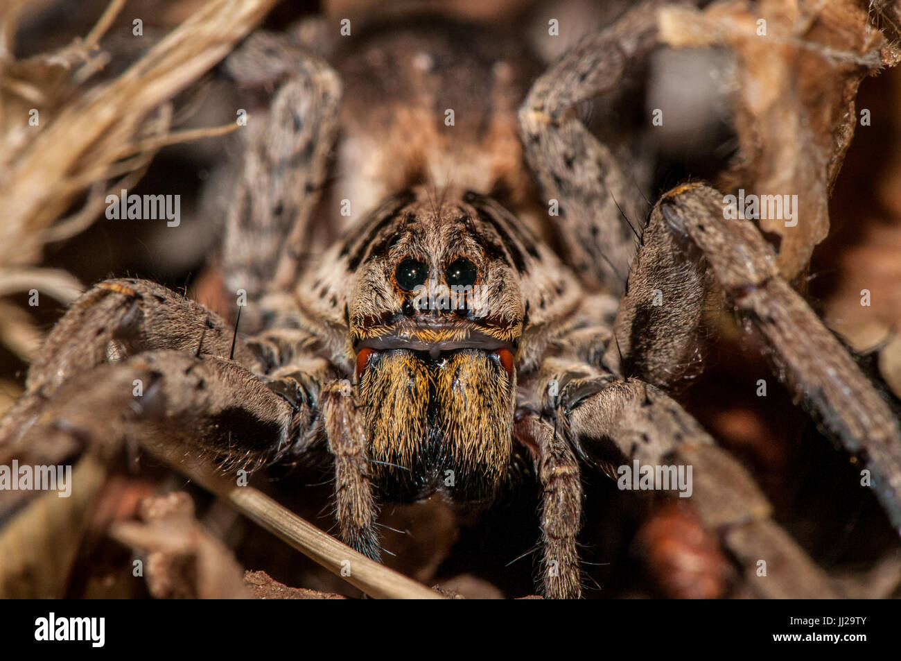 Spider (Hogna radiata )on the field Stock Photo - Alamy