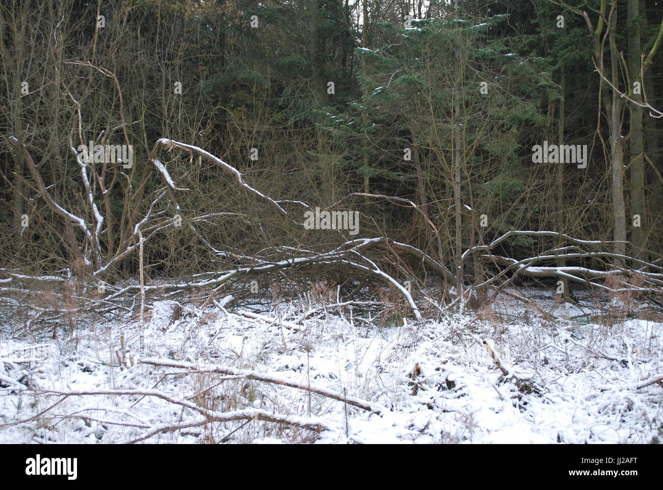 Snow covered fallen branches and tree Stock Photo - Alamy