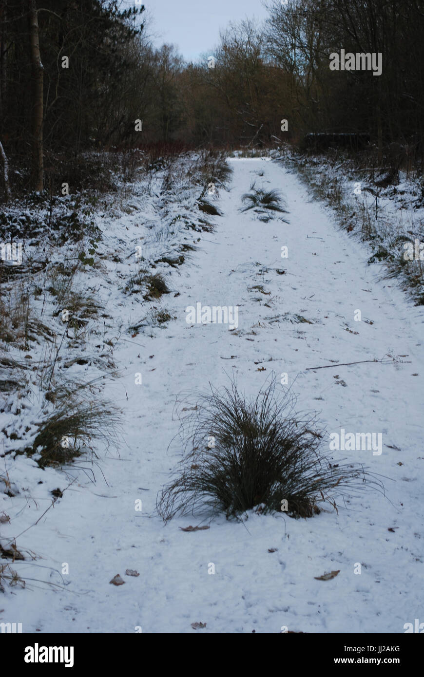 snow covered path in a wood Stock Photo - Alamy
