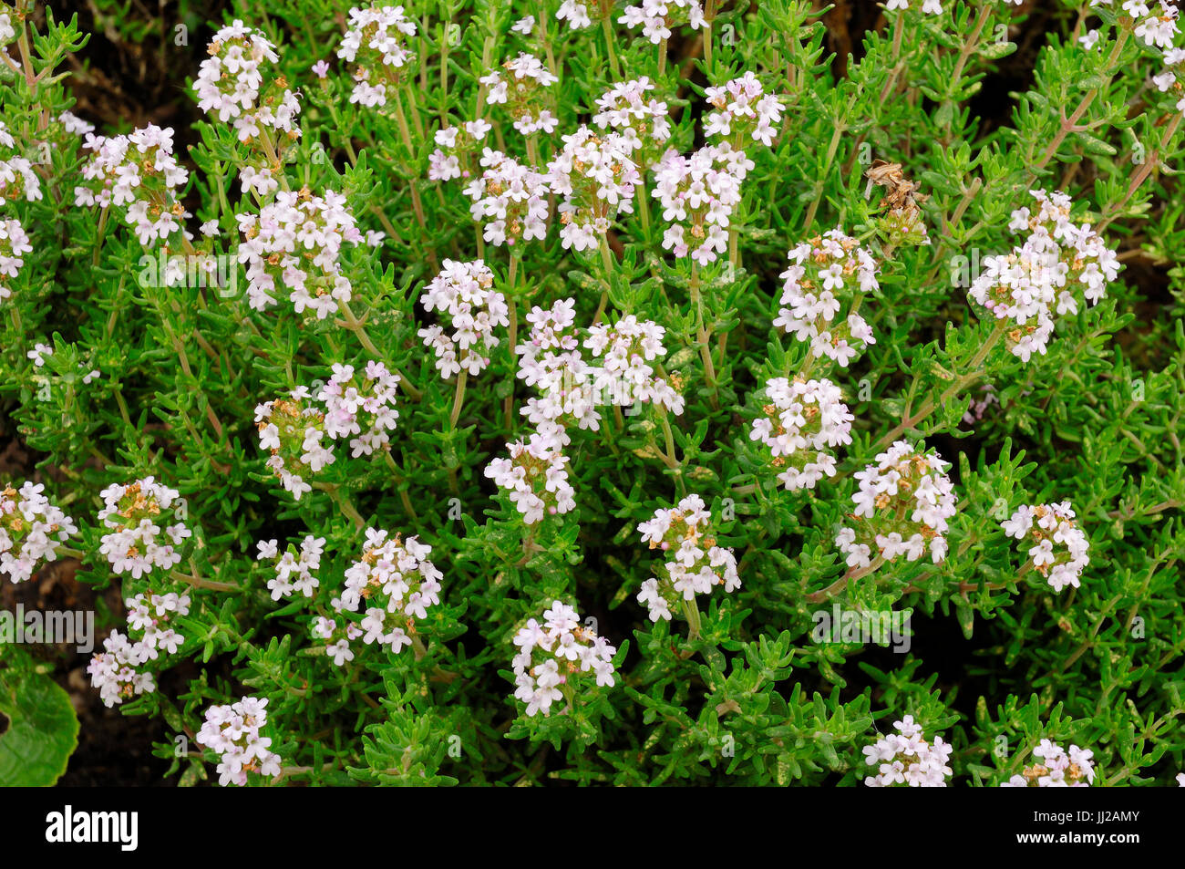 Echter thymian thymus vulgaris hi-res stock photography and images - Alamy