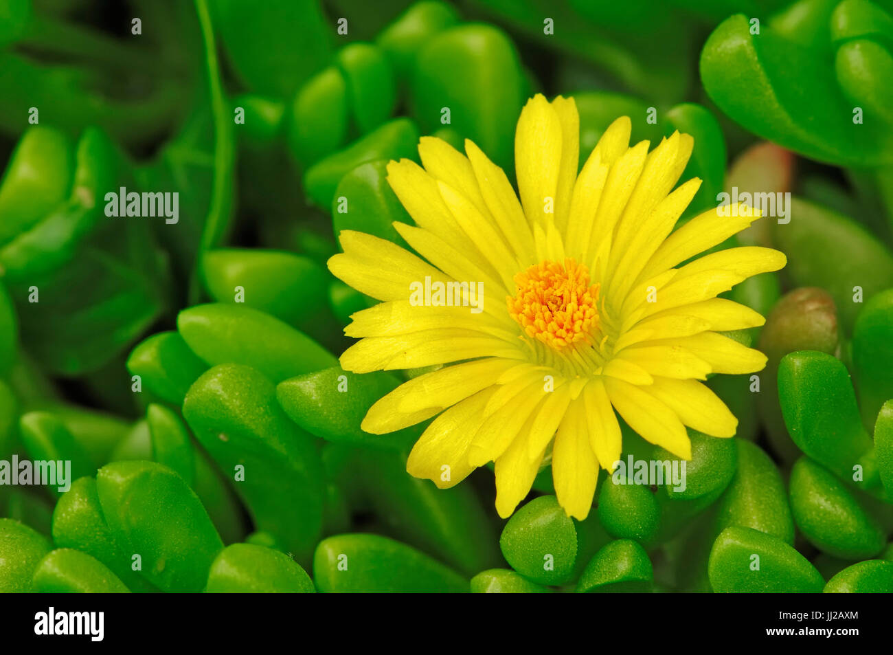 Lesotho Mittagsblume / (Delosperma nubigenum) / Lesotho-Stauden ...