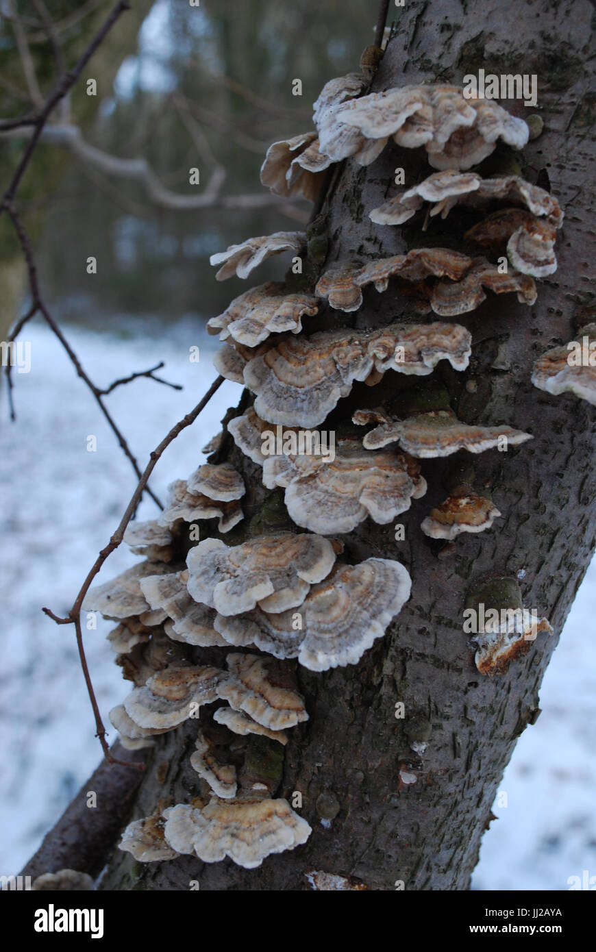Bracket fungus on tree trunk Stock Photo - Alamy