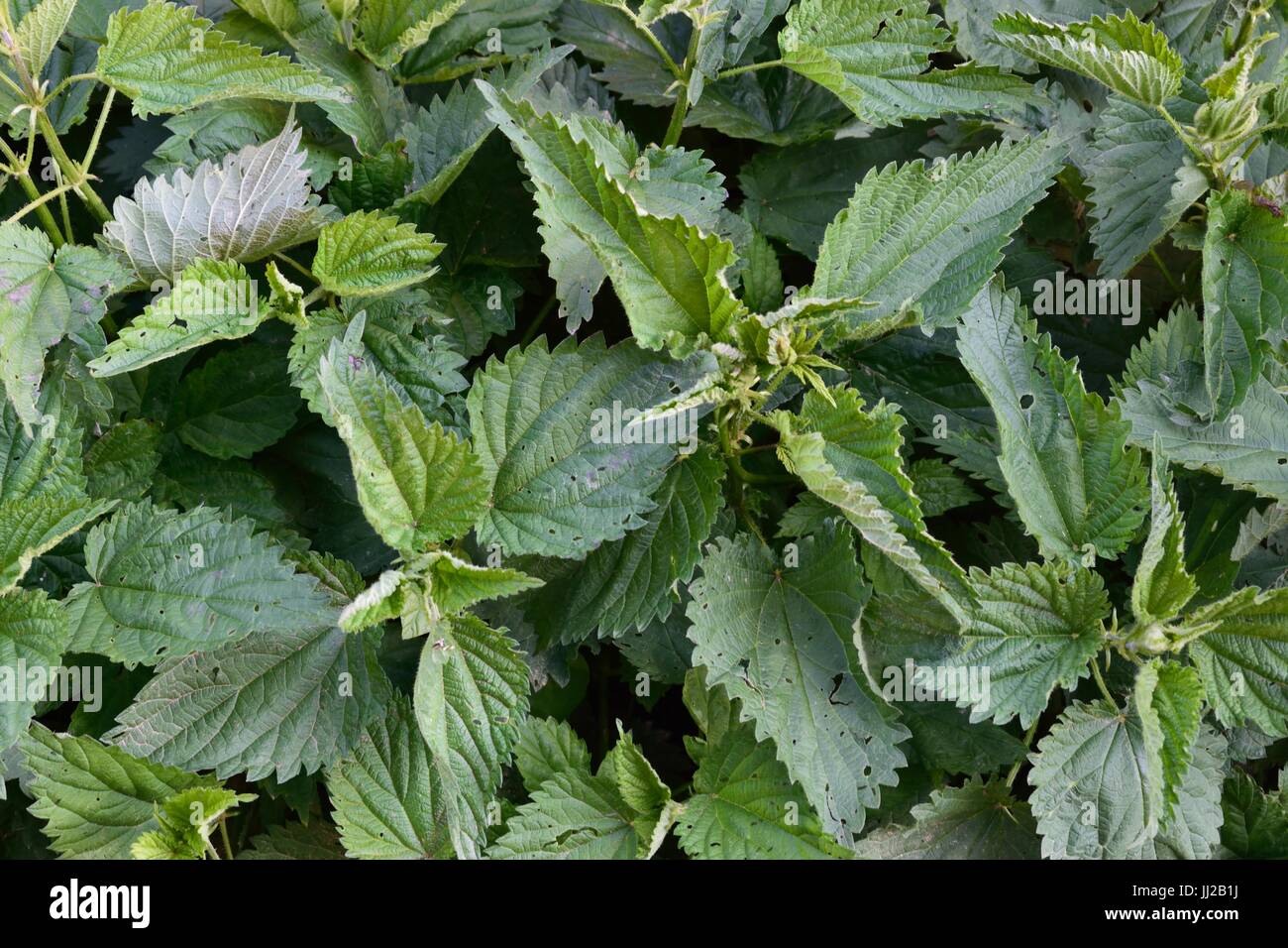 Nettle vegetation hi-res stock photography and images - Alamy