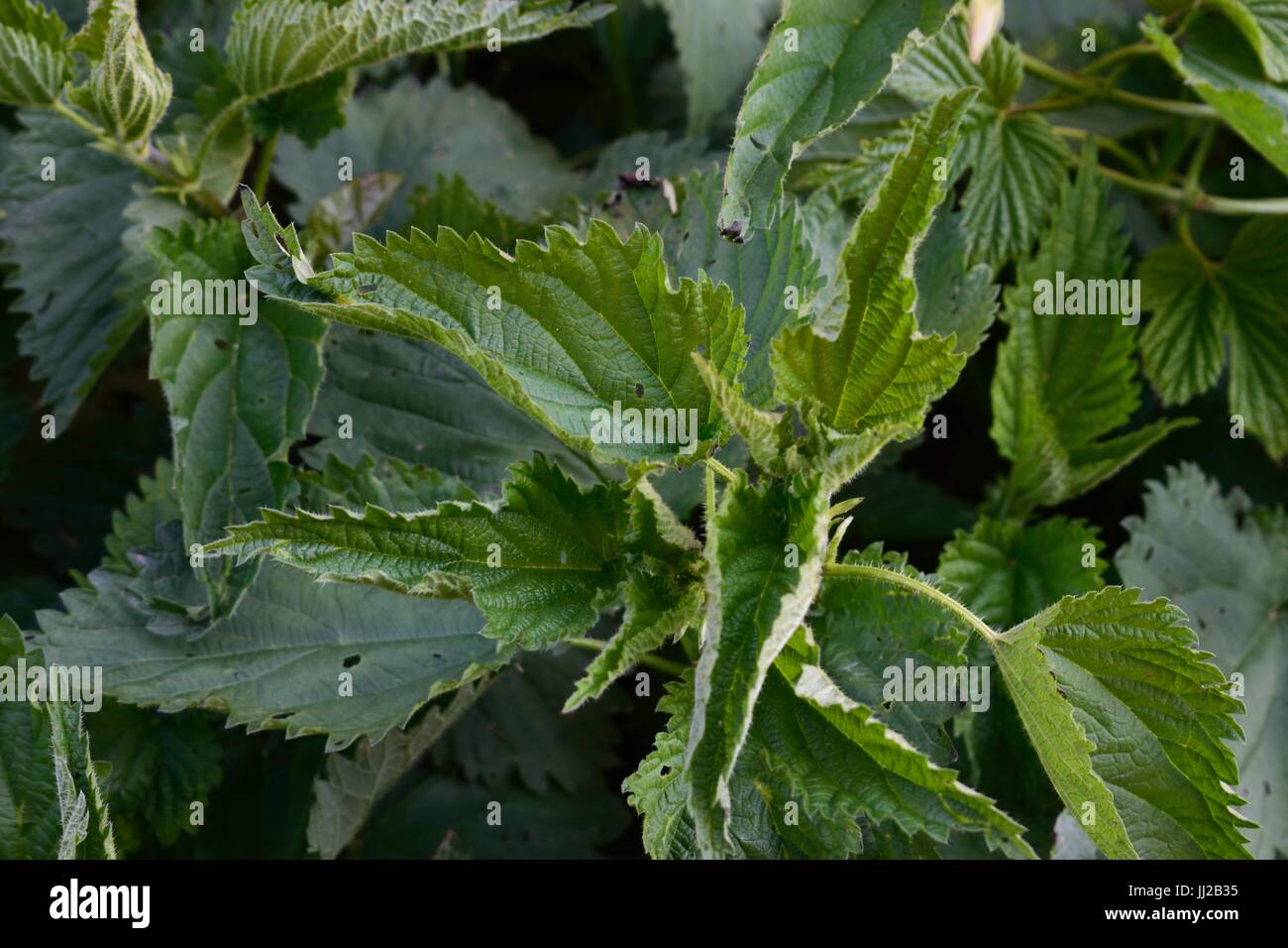 Nettle vegetation hi-res stock photography and images - Alamy