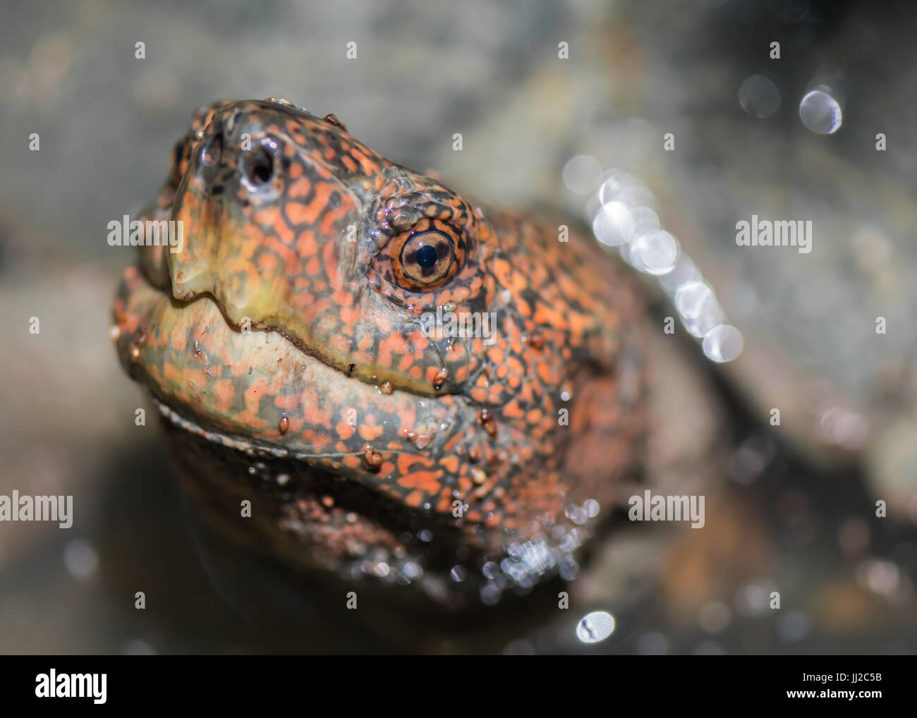 Head turtle hi-res stock photography and images - Alamy