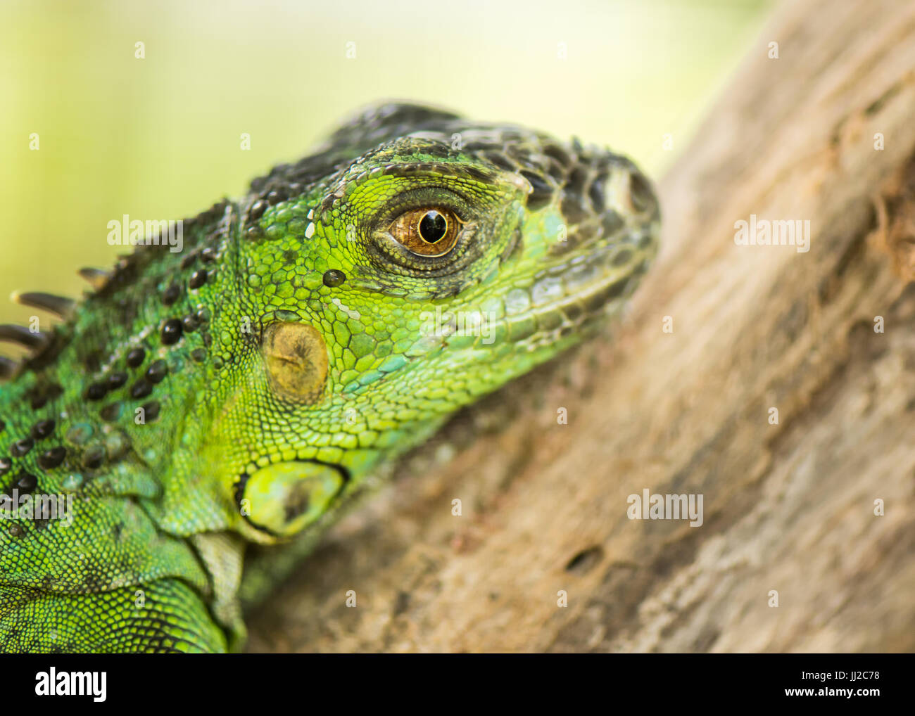 Iquana hi-res stock photography and images - Alamy