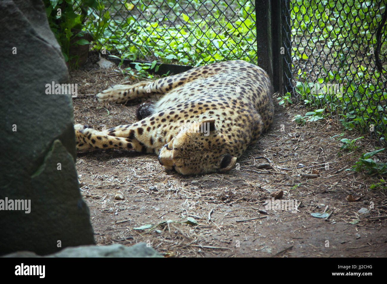 Leopard cage zoo captive hi-res stock photography and images - Alamy