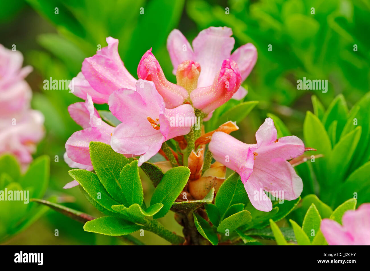Rhododendron, Germany / (Rhododendron ferrugineum) / Alpine Rose ...