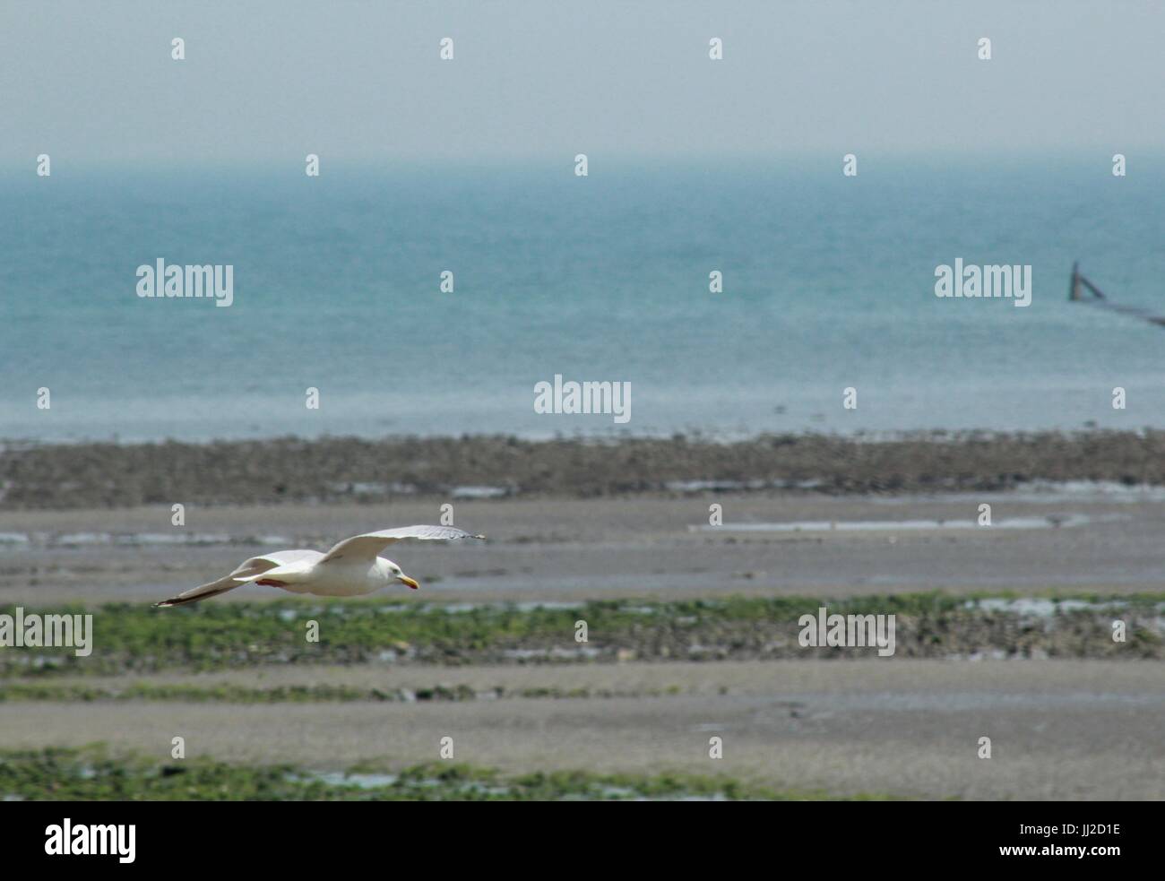 Flying pebbles hi-res stock photography and images - Alamy