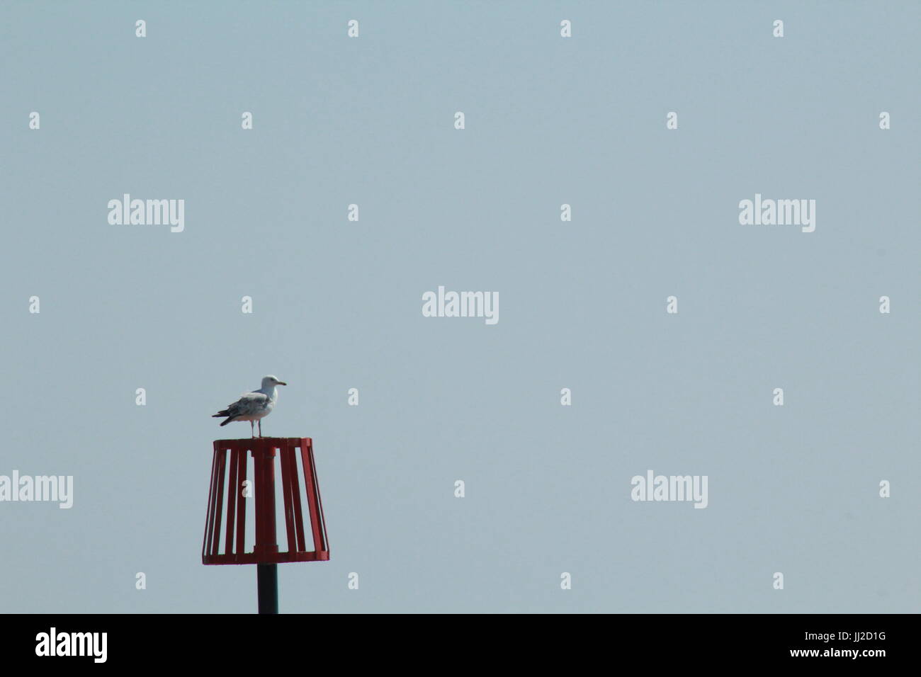 English Seagull At Seaside High Resolution Stock Photography and Images ...
