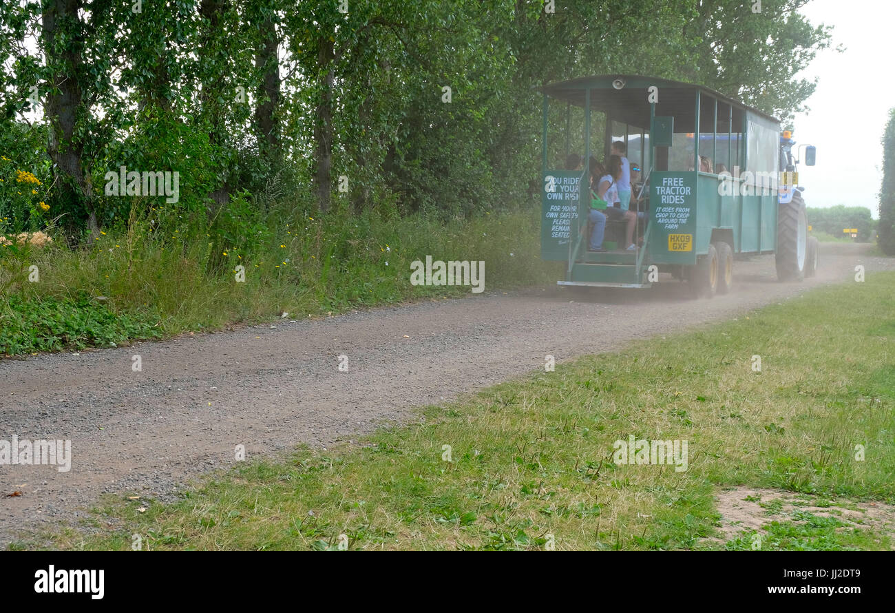 Farm tractor transporting fruit and vegetable picking public around a ...