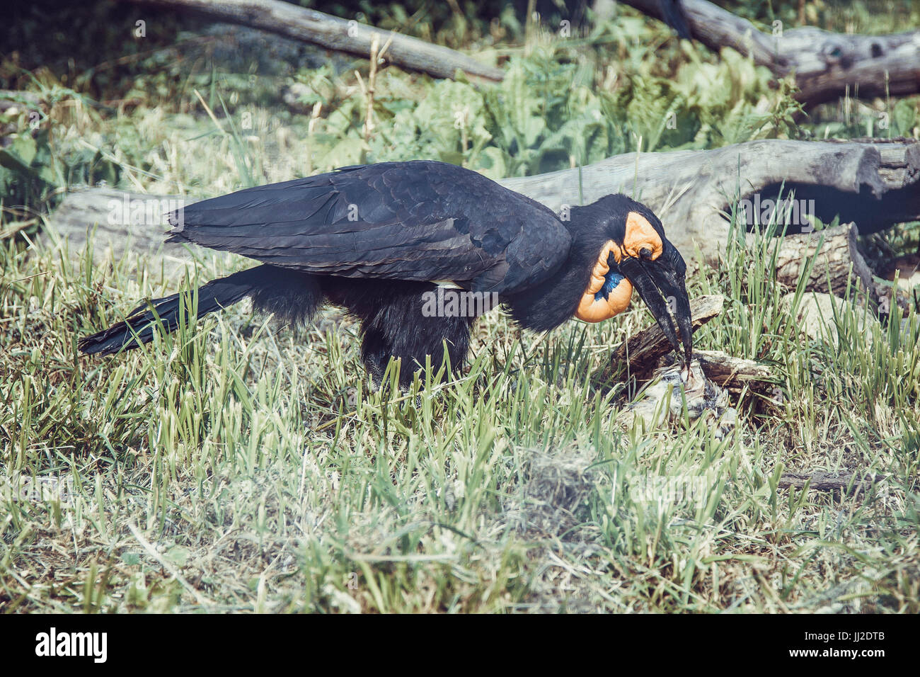 Beautiful bird isolated on background eating another bird Stock Photo ...