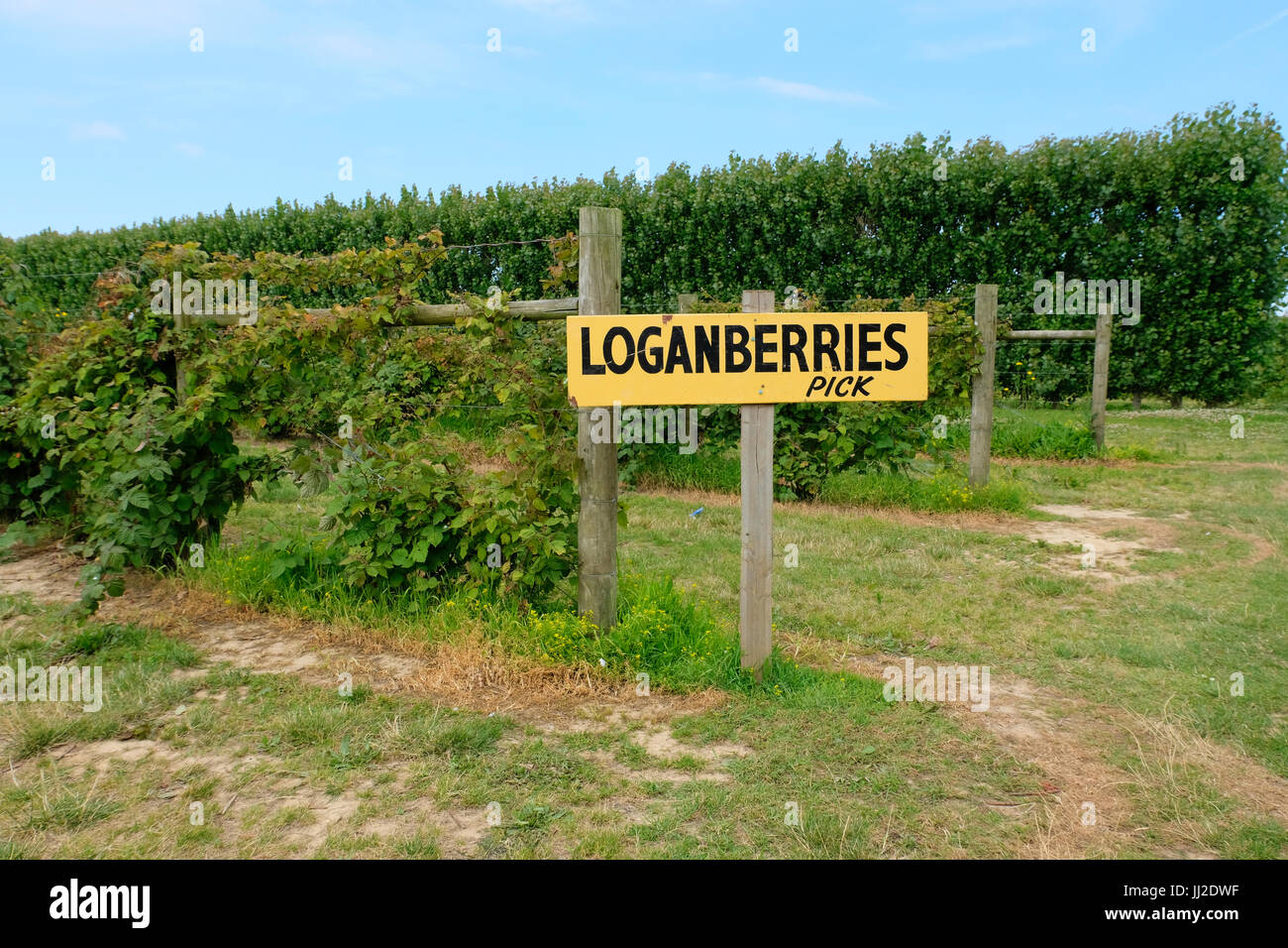 Signs showing where to pick fruit on a Pick Your Own farm in West ...