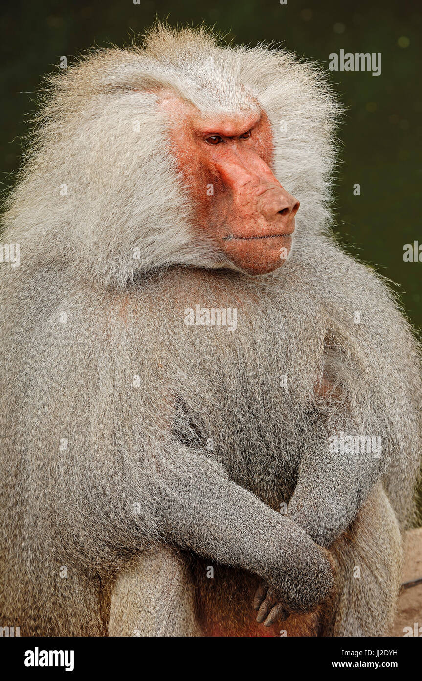 Hamadryas Baboon, male / (Papio hamadryas) | Mantelpavian, maennlich ...