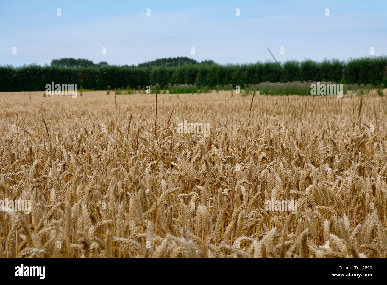 Wheat farming hi-res stock photography and images - Alamy