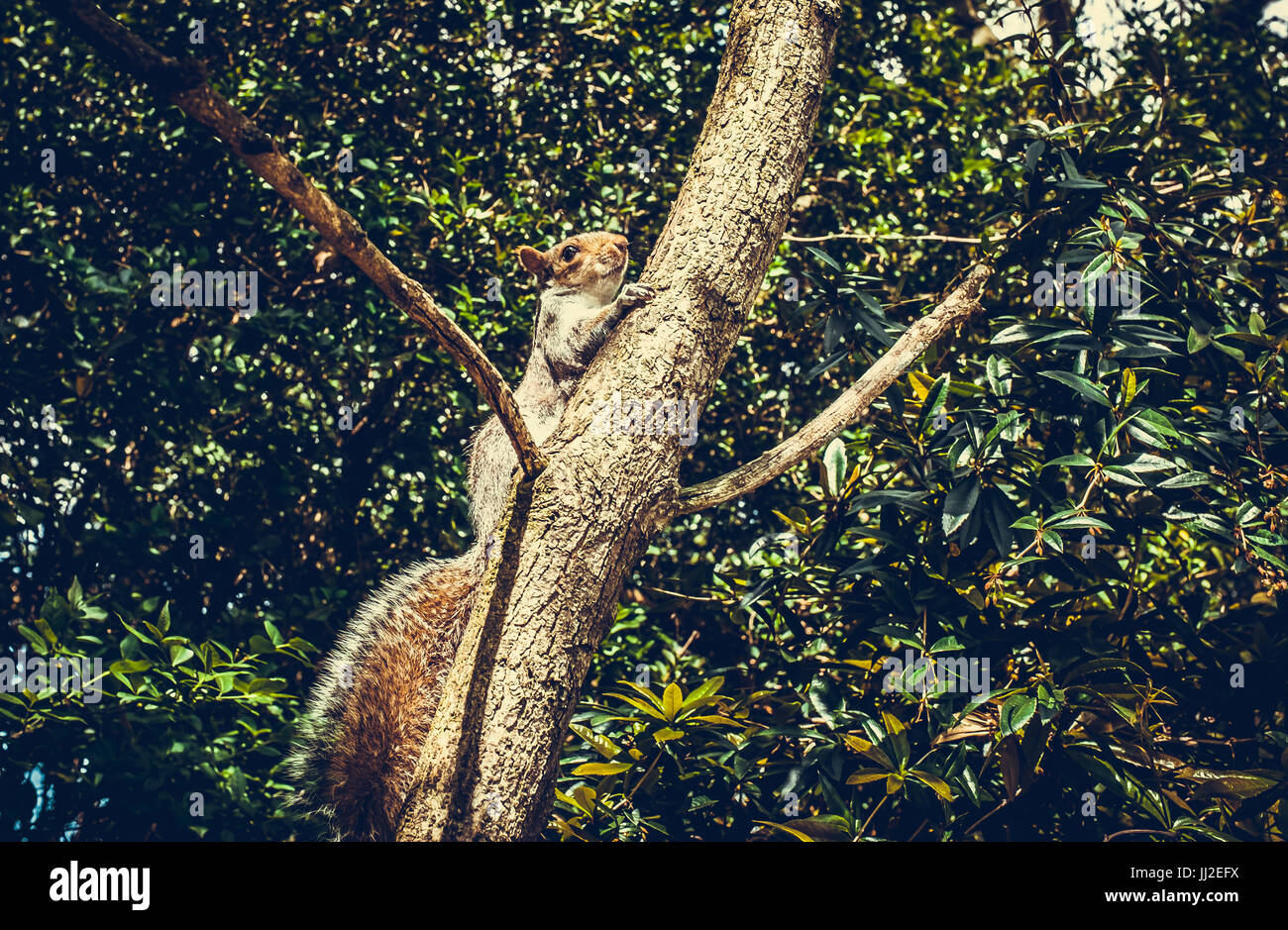 Squirrel in tree Stock Photo - Alamy