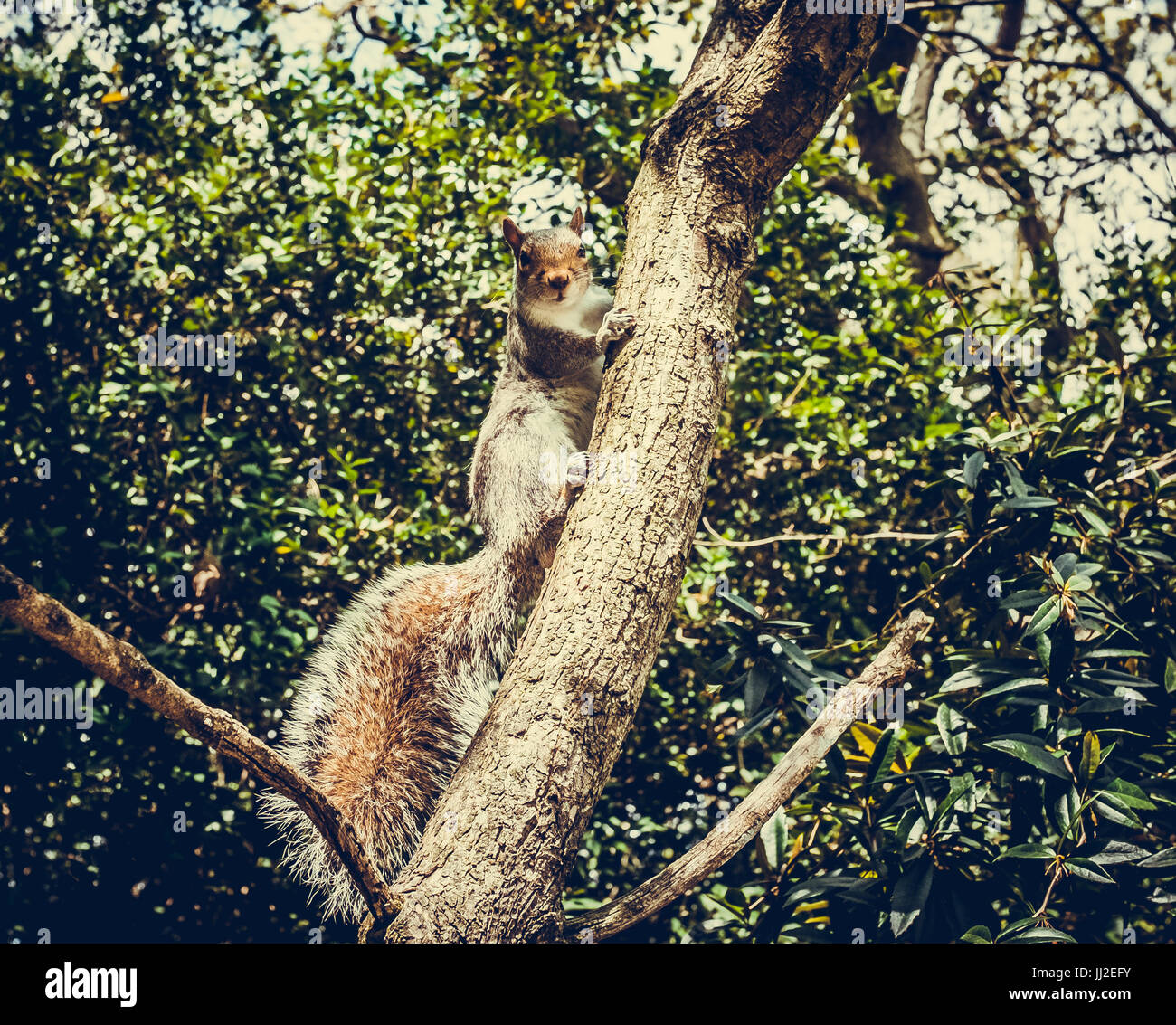 Squirrel in tree Stock Photo - Alamy