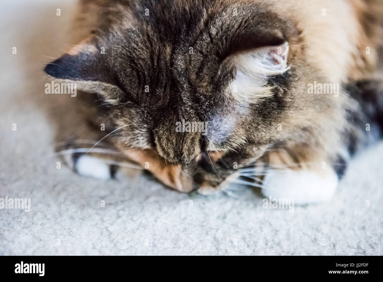 Closeup of maine coon cat sniffing catnip on carpet looking down Stock ...