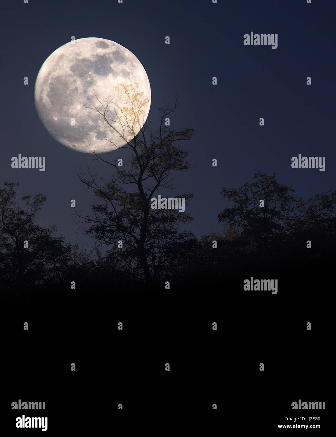 Tree silhouette in moonlight Stock Photo - Alamy