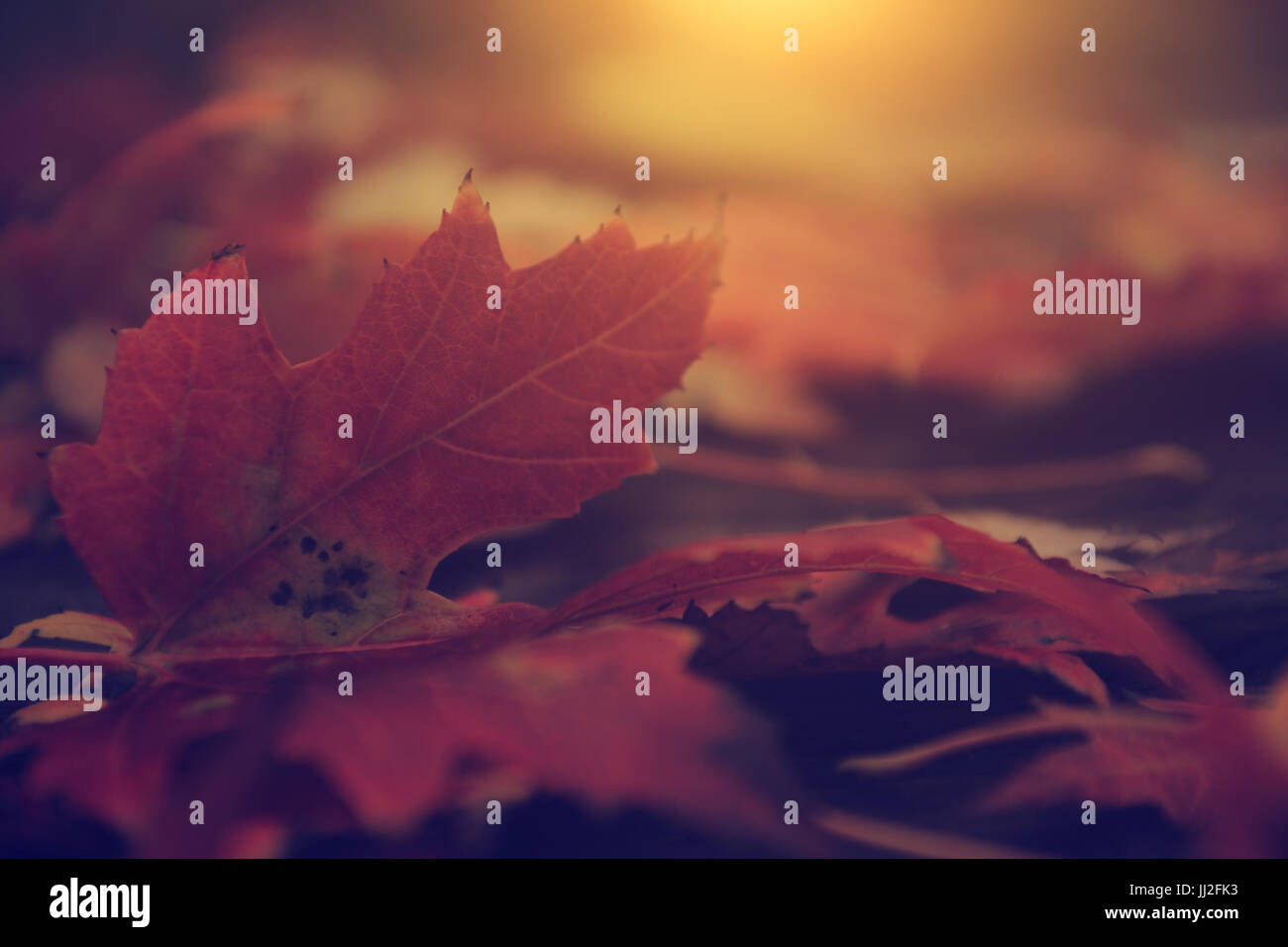 Yellow Fall Leaf High Resolution Stock Photography and Images - Alamy