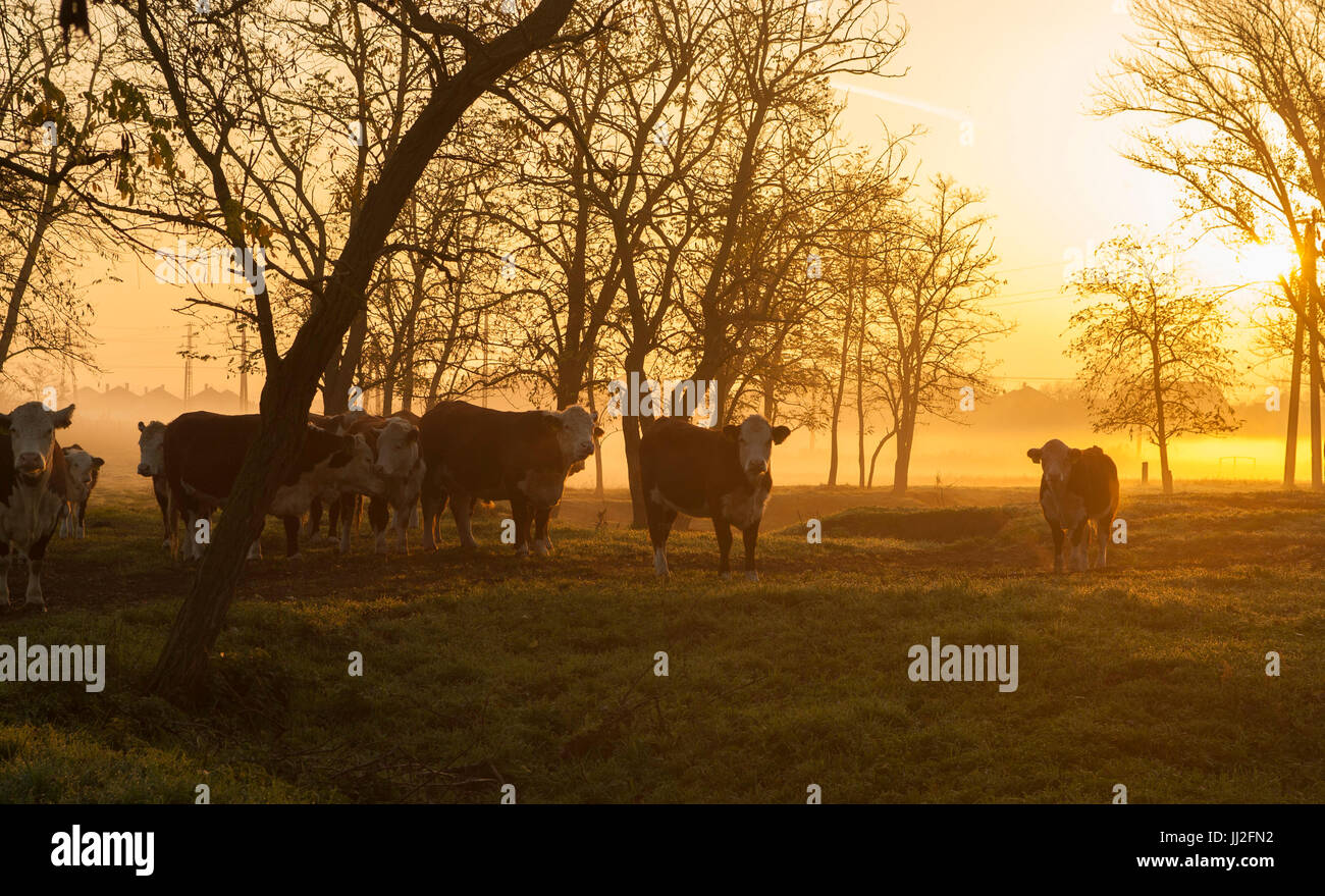 Mist cows field autumn pasture field hi-res stock photography and ...