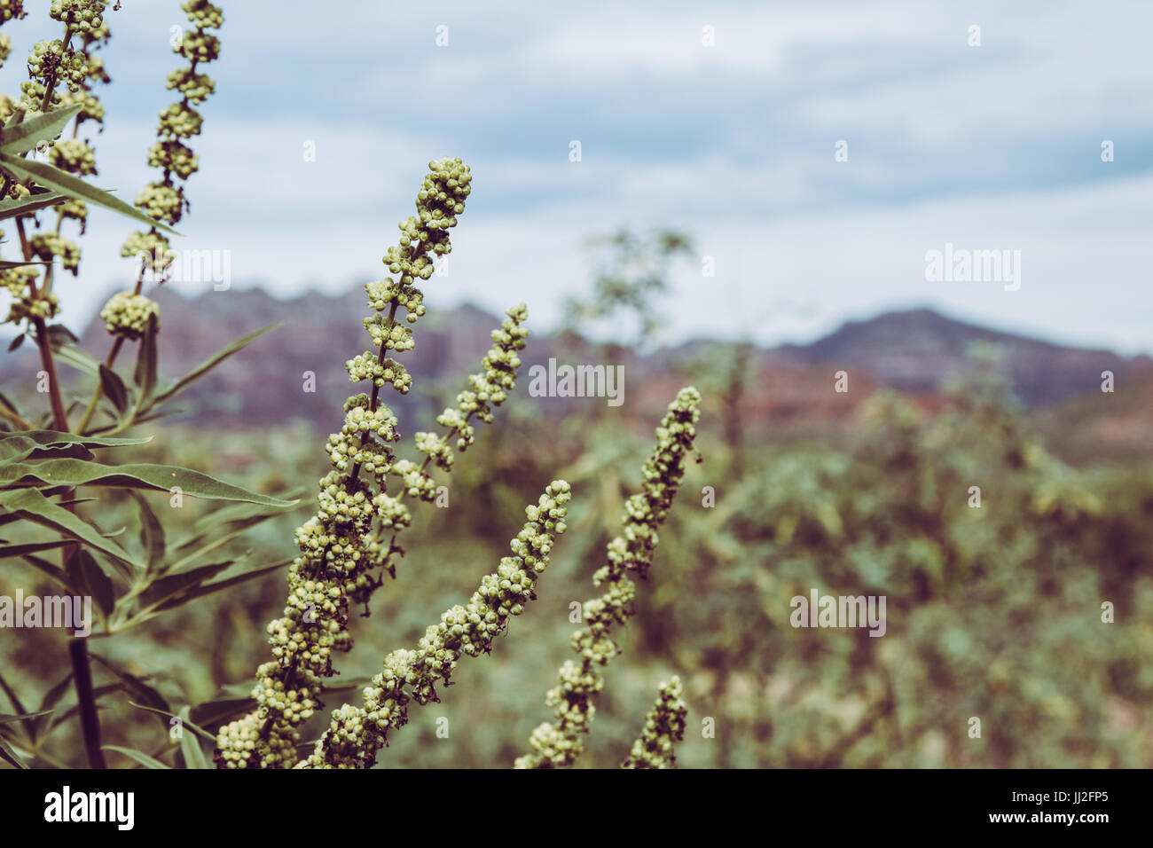 Seeds blowing in the wind hi-res stock photography and images - Alamy