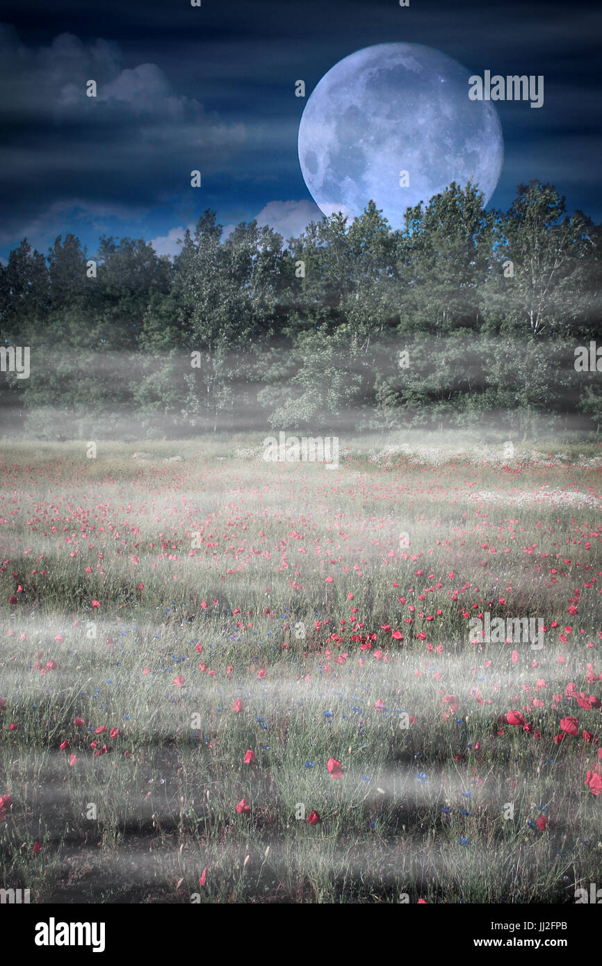 Moonrise over forest Stock Photo - Alamy