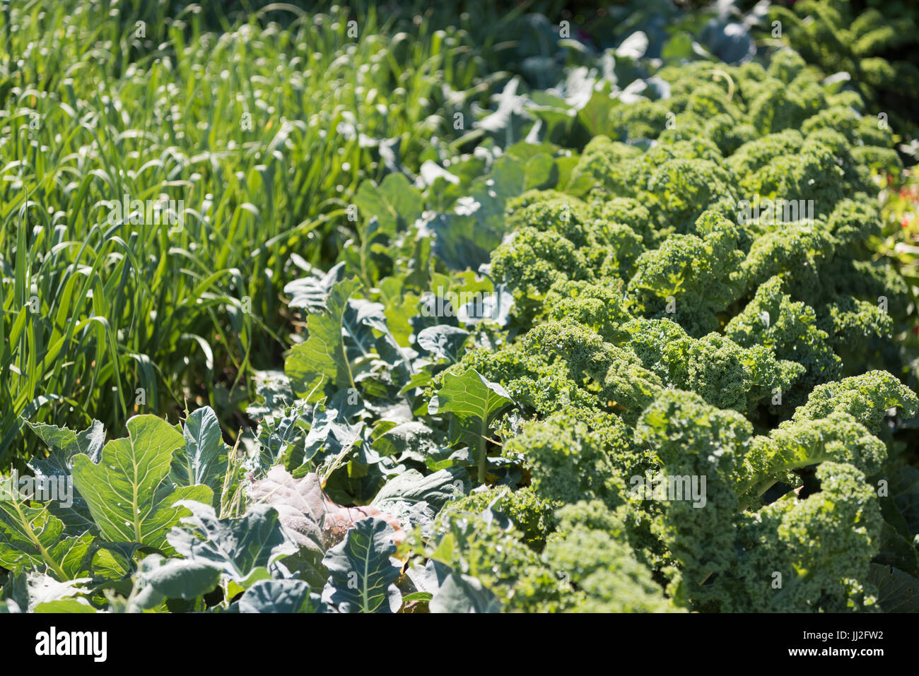 Vegetable plot growing leeks, cabbage and curly kale Stock Photo - Alamy