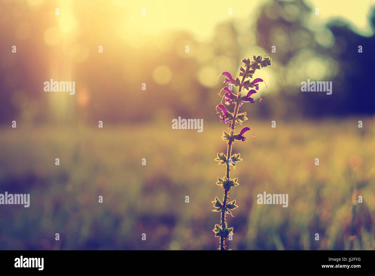 Purple wild flower in sunset Stock Photo - Alamy