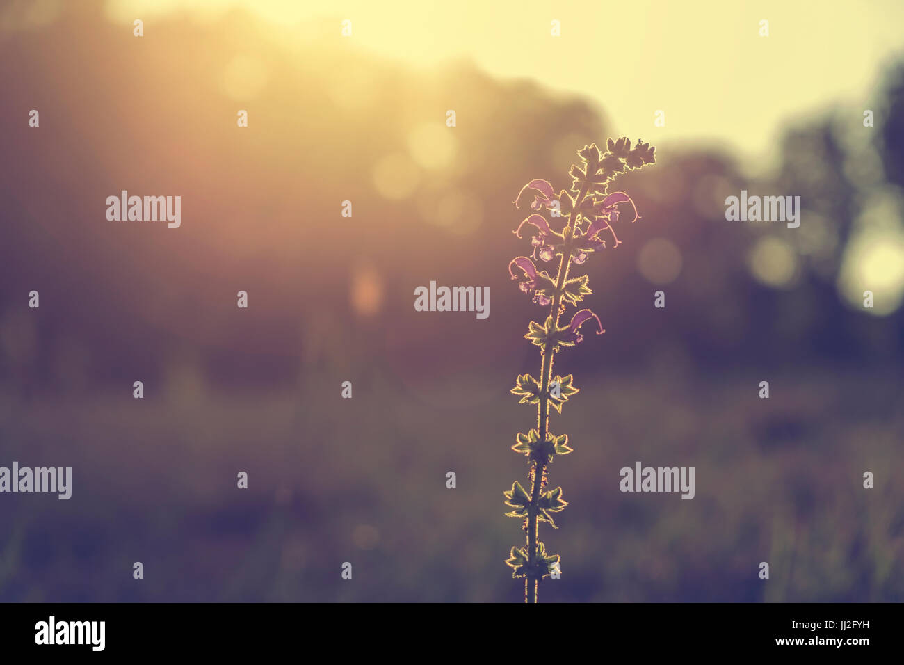Purple wild flower in sunset Stock Photo - Alamy
